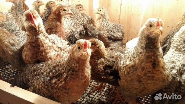 Цыплята 2х мес мясо-яичной породы кур Билефельдер