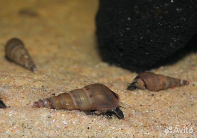 Улитка мелания туберкулата,гранифер