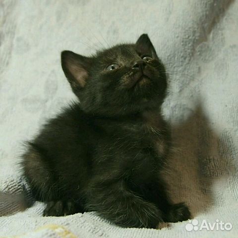 Мамочка ты за нами