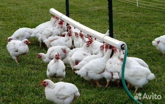 Инк.яйцо бройлера Ross-708(Нидерланды) на 25марта