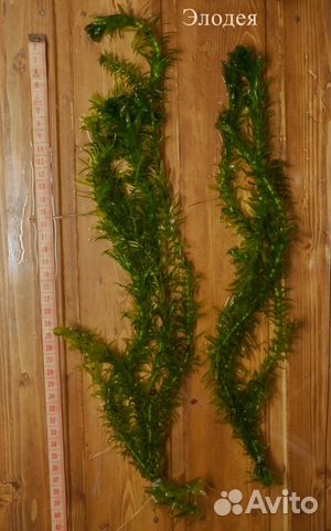 Аквариумные растения