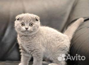 Вислоухие котята