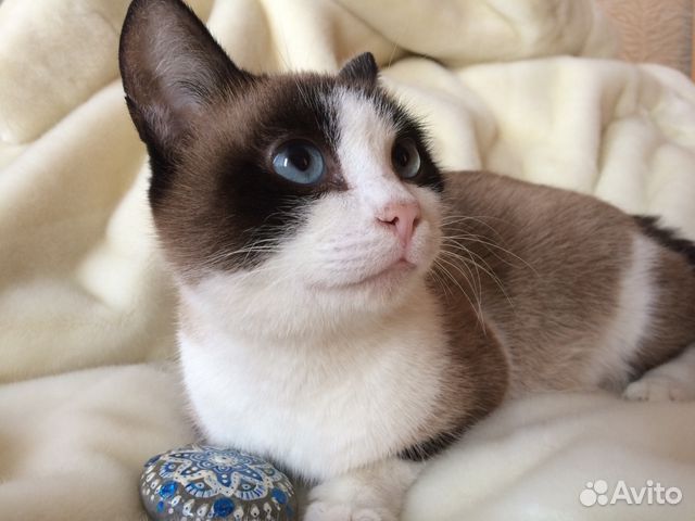 Сноу-шу кошка (ну не факт)