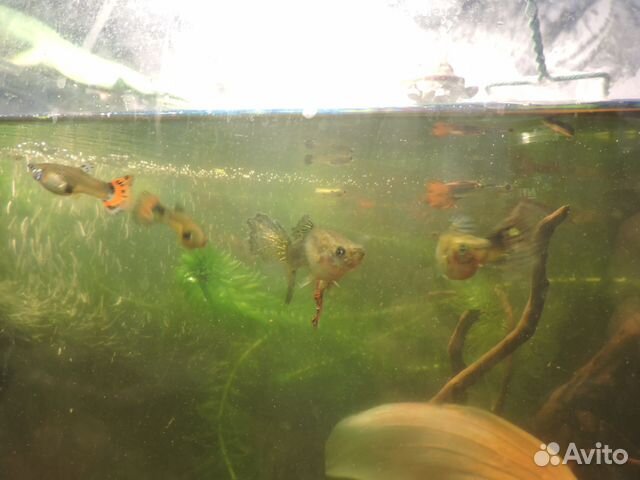 Гуппи и улитки катушки