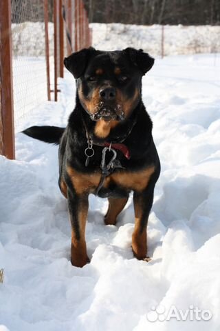 Очаровательная Астра очень хочет домой, в дар