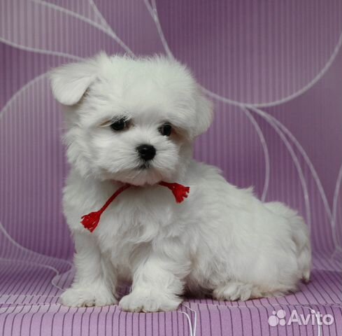 Мальтезе, мальтийская болонка