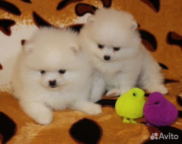 Мини Померашечки