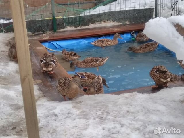 Подсадные утки