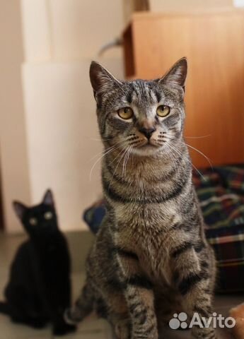 Катюша - кошка с нереальными глазами