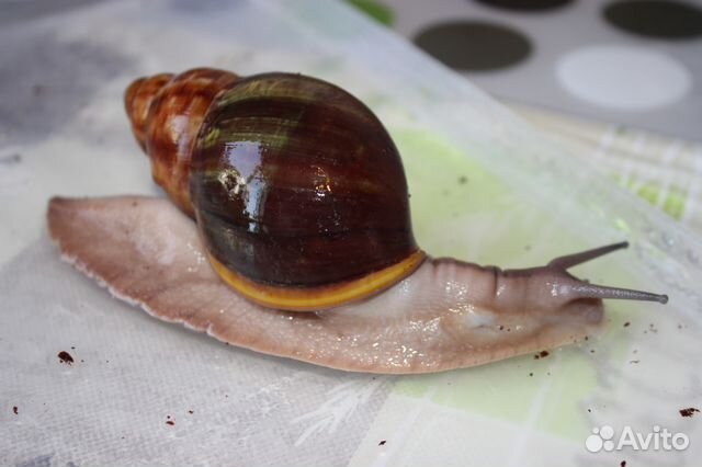 Архахатина маргината овум