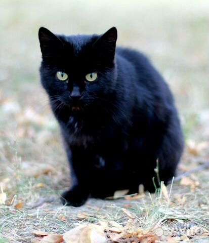 Уголёк ищет дом