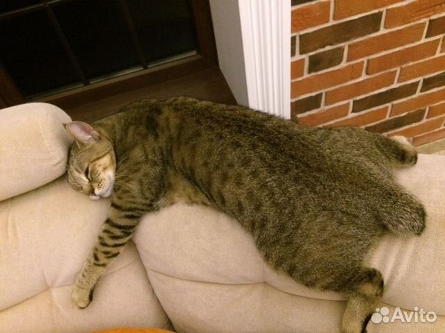 Пиксибоб котята Пикси боб