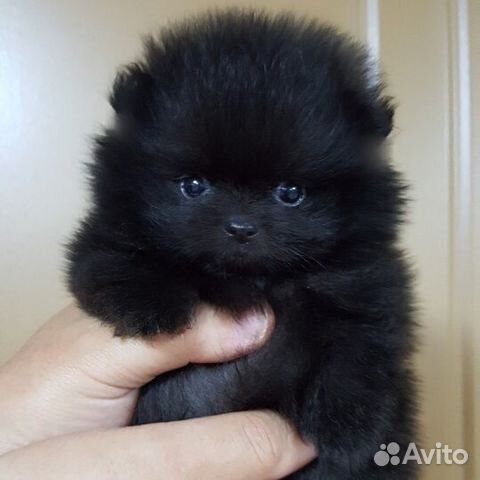 Шпиц супер мини чёрный мишутка