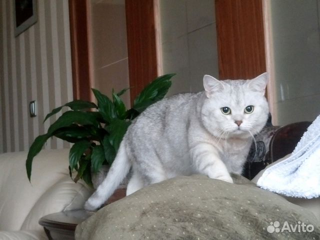 Кот Британец окрас серебристая шиншилла