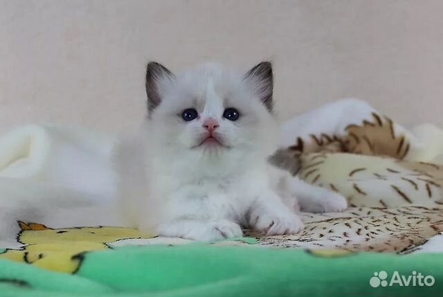 Чудесные Р е г д о л л