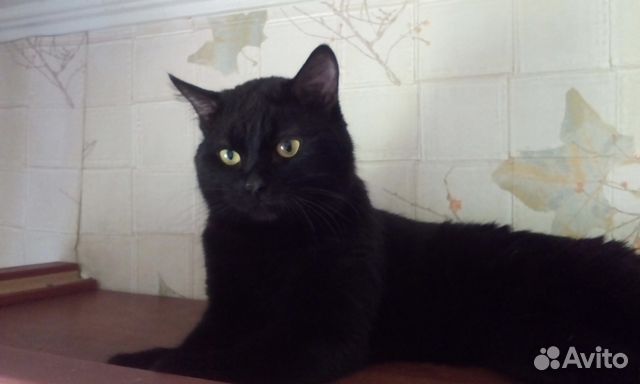 Замечательные домашние котики:)