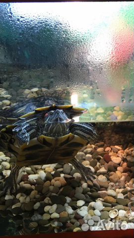 Отдам в добрые руки черепаху