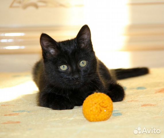 Очаровательная Дуся ищет дом