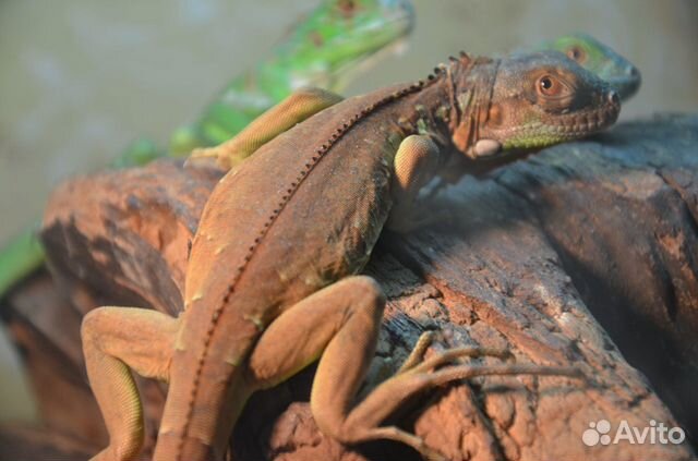 Красные игуаны