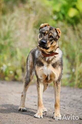 Красавец Честер в дар