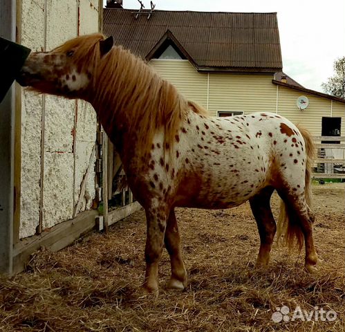 Продам мини аппалуза пони