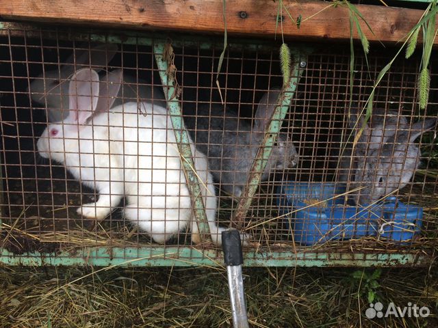 Кролики бельгийский великан