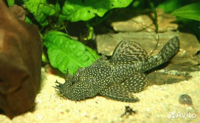 Отдам бесплатно Сомик анциструс