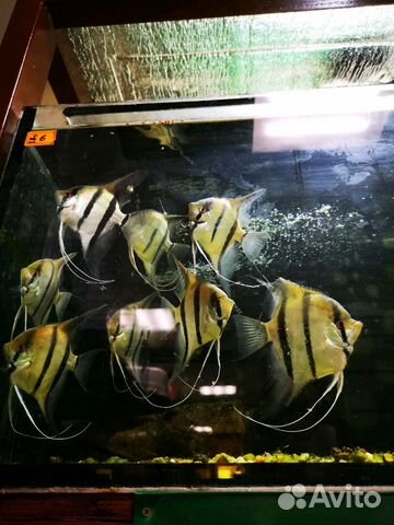 Аквариумая рыба-скалярия