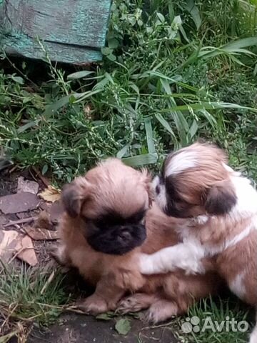 Малыши пекинесики