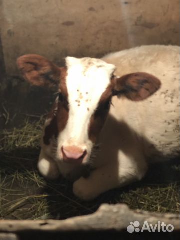 Телка, 6 мес