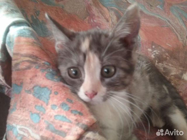 Возьмите в дом красавицу котенка