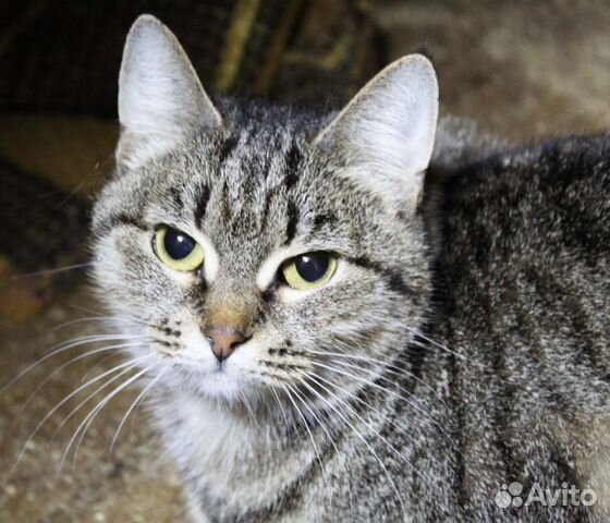 Маленькая, кругленькая, полосатая кошечка