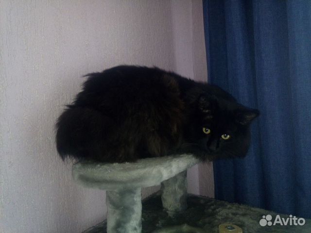 Вязка. Кот. Курильский бобтейл