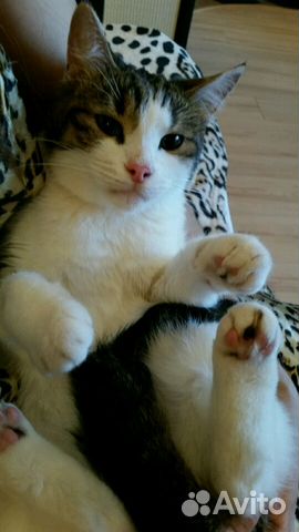 Стерилизованная, кошка в дар котенок 9 мес