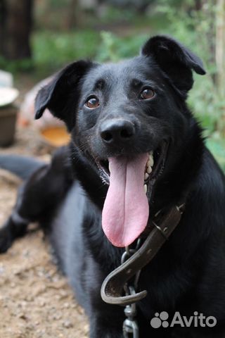 Кобель на цепь