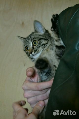 Котятки