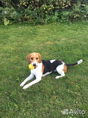 Эстонская гончая вязка