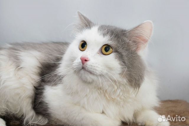 Сибирский котёнок Василёк