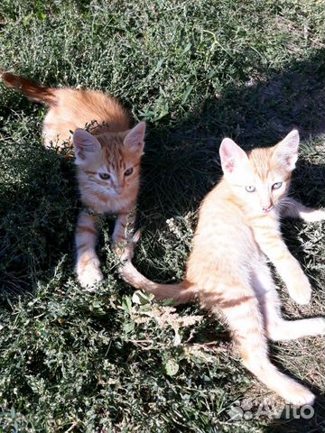 Котята дворовые бесплатно