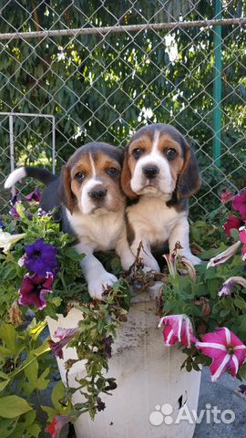 Бигледетки