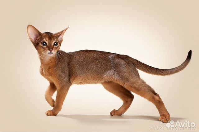 Аббисинский котенок 4 месяца
