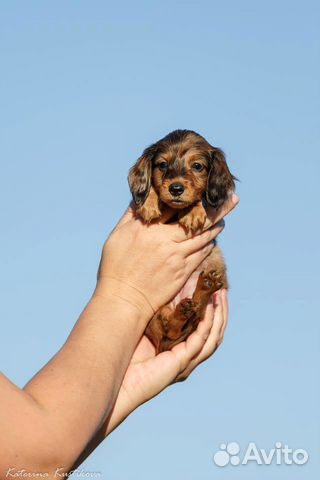 Сладкие пятнышки Таксята кроличьи длинношерстные