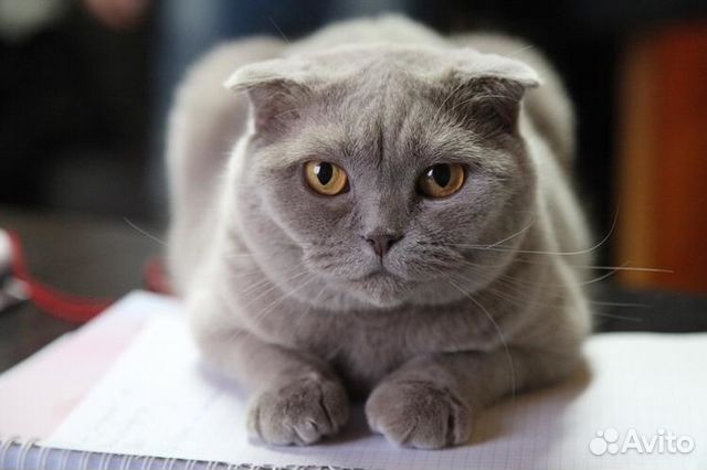 Лили - красавица и умница в дар