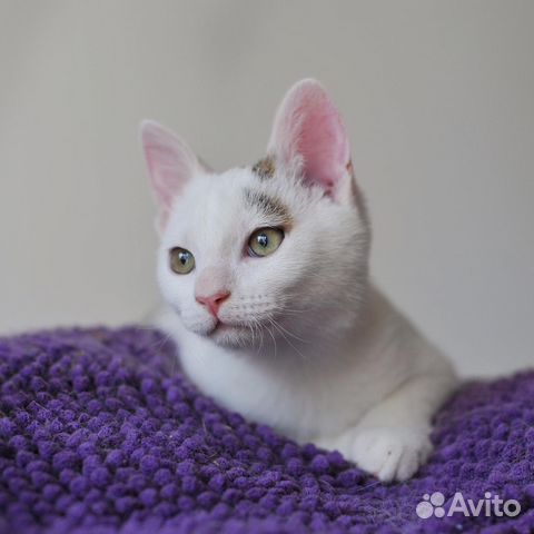 Зая котенок в добрые руки