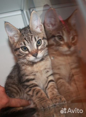 Саванна котик f5 для Любви и Кормления