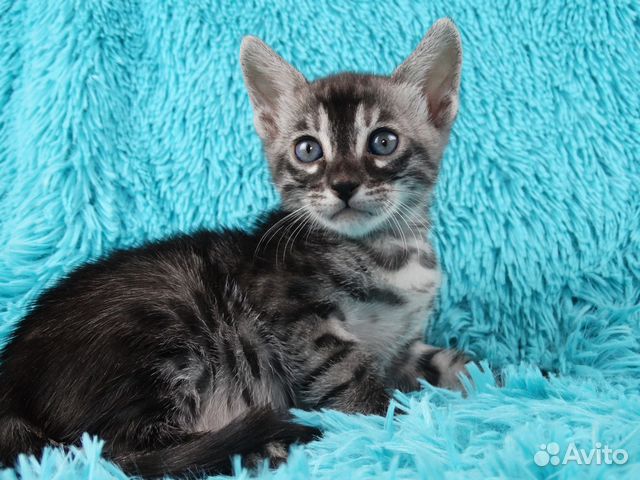 Бенгальская девочка редкого окраса
