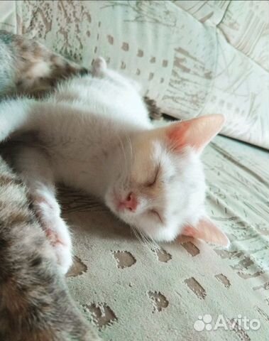 Бесплатно отдам вислоухую кошечку