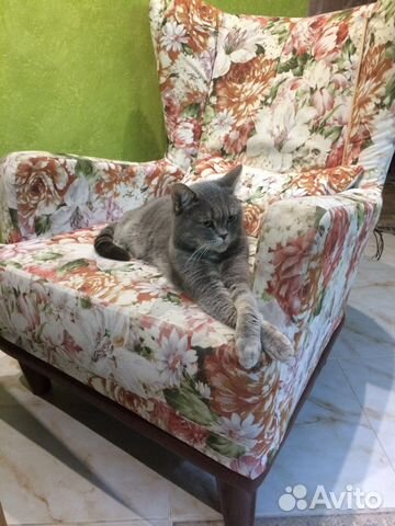 Британская кошечка ищет новый дом