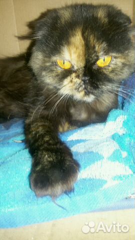 Кошечка вислоухая, черепаховый окрас