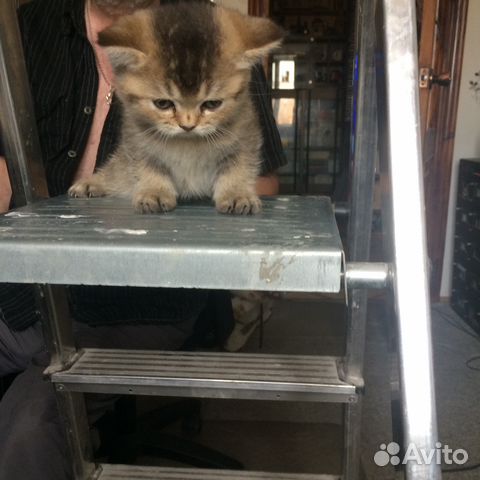 Шотландская
